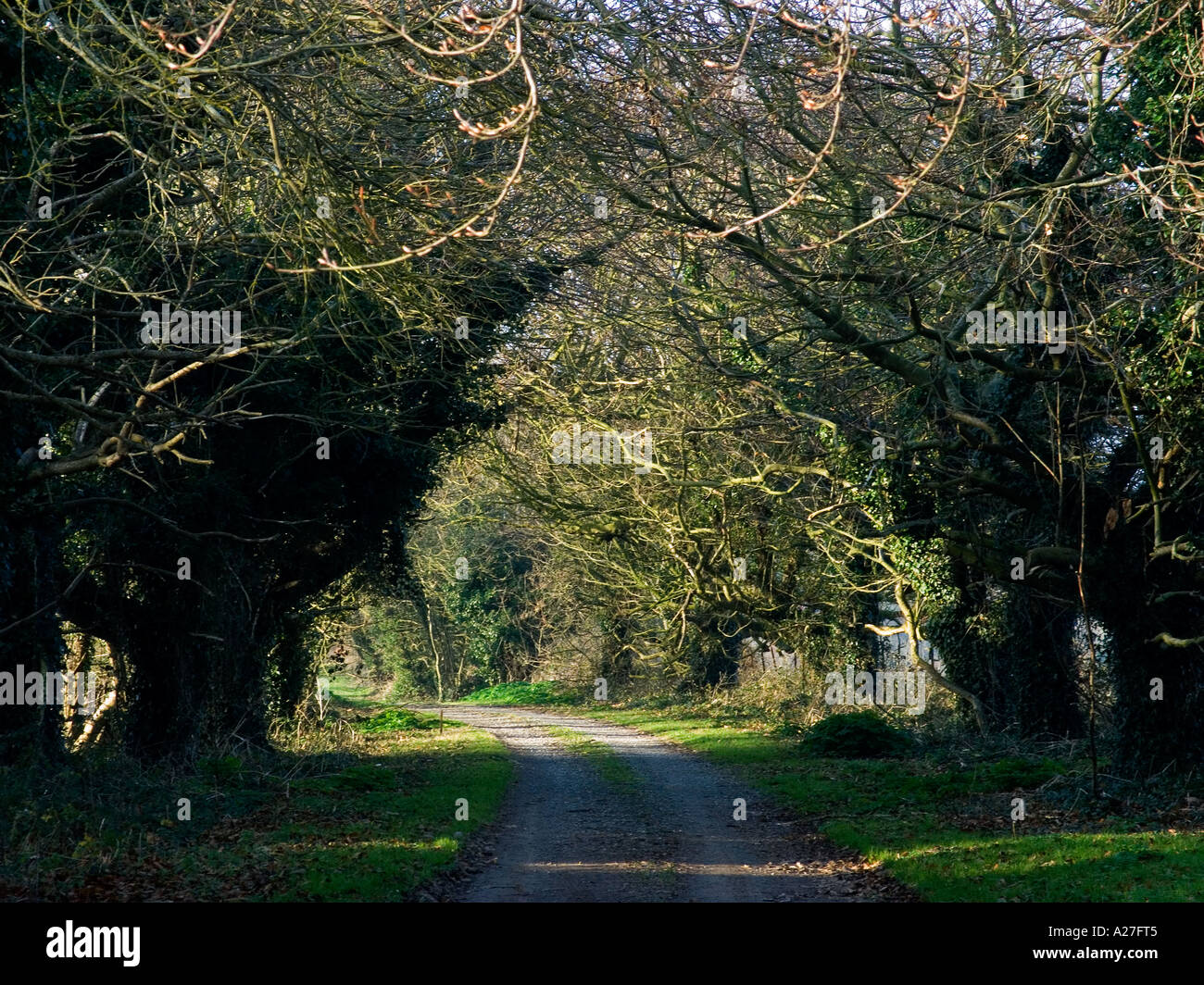 A winter canopy of bare branches and ivy covers this country lane in ...