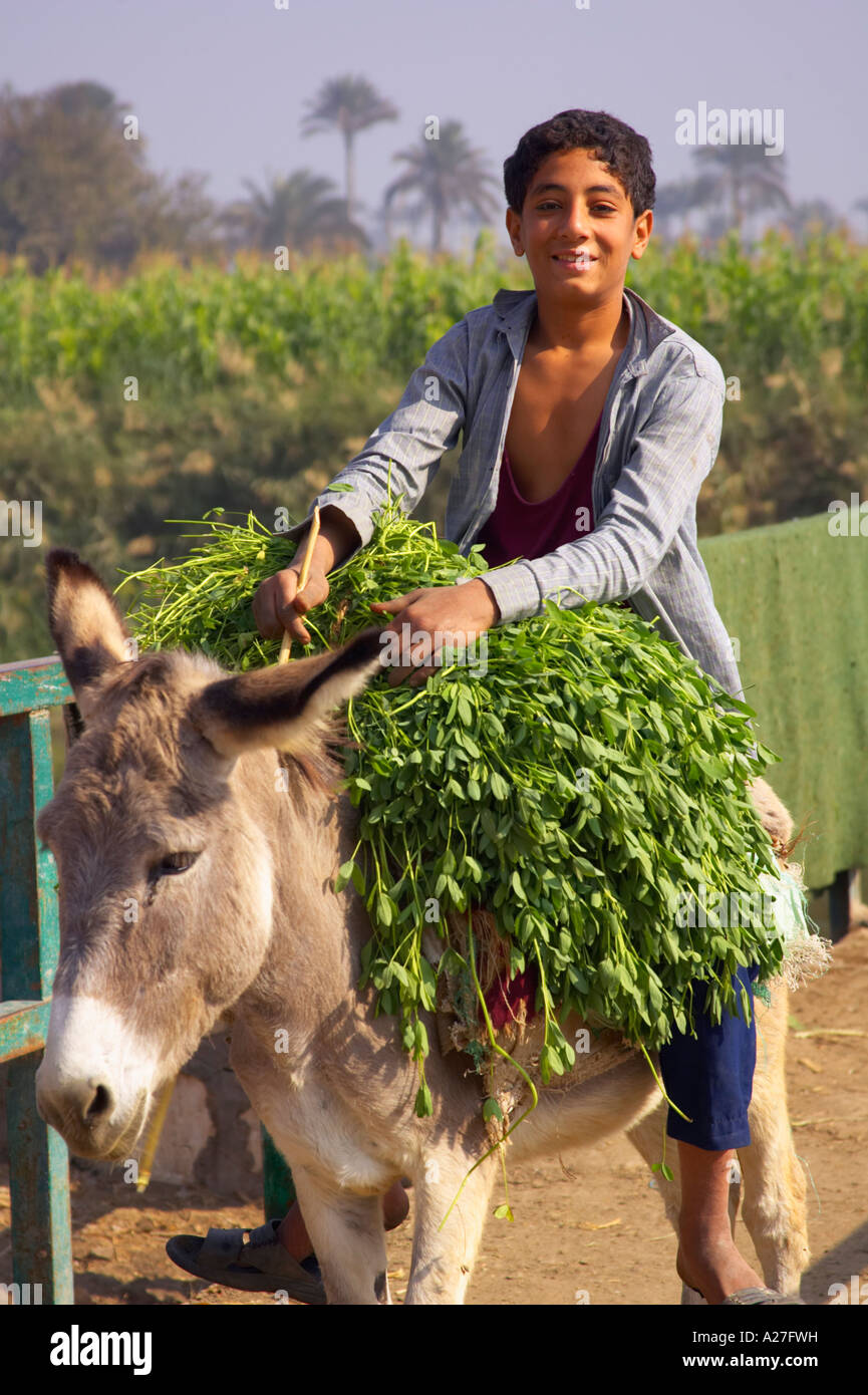 Egyptian Boy Smiling Riding On Donkey Carrying Produce Stock Photo - Alamy