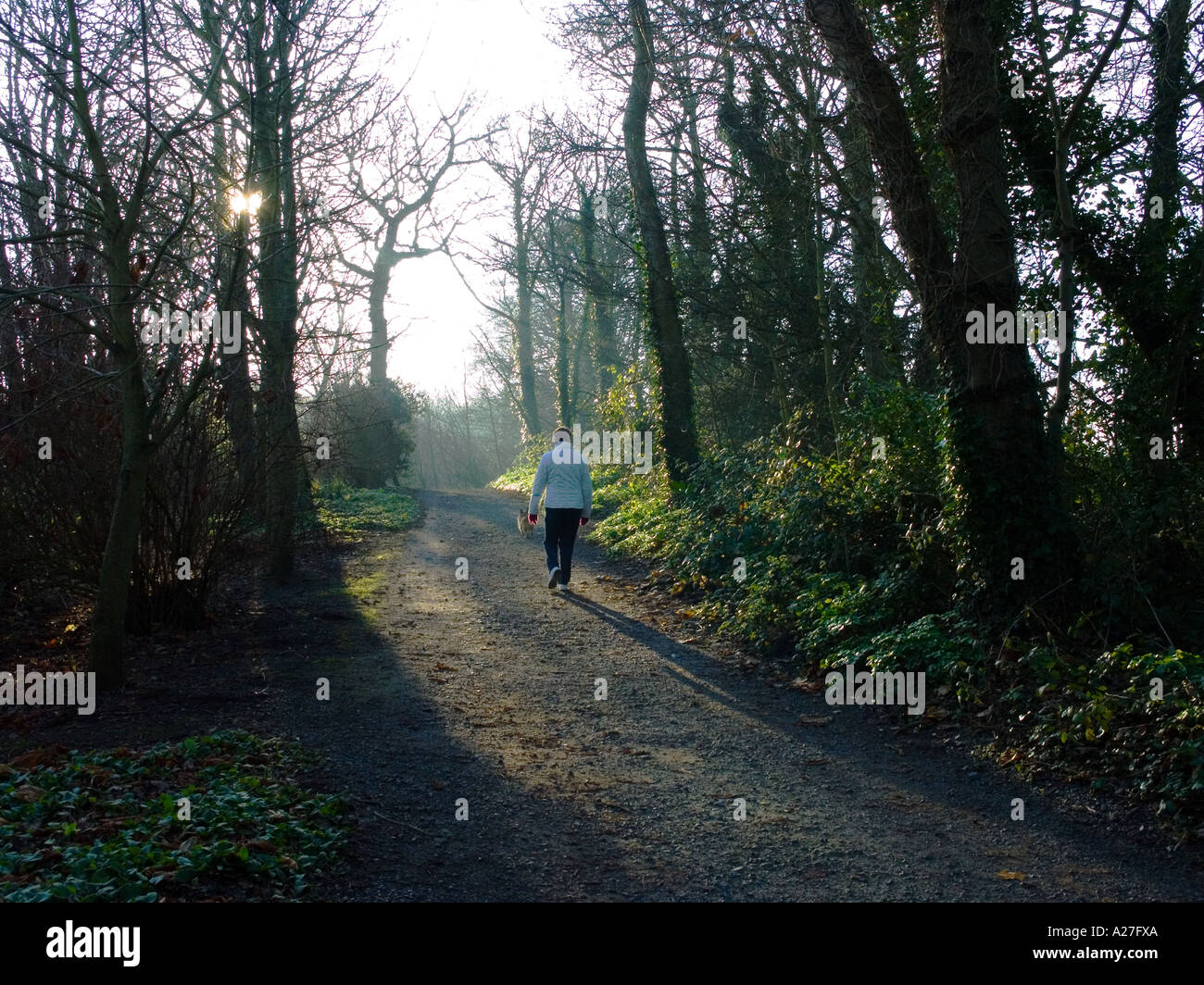 A woody laneway in Ardgillan park in north county Dublin, Ireland ...