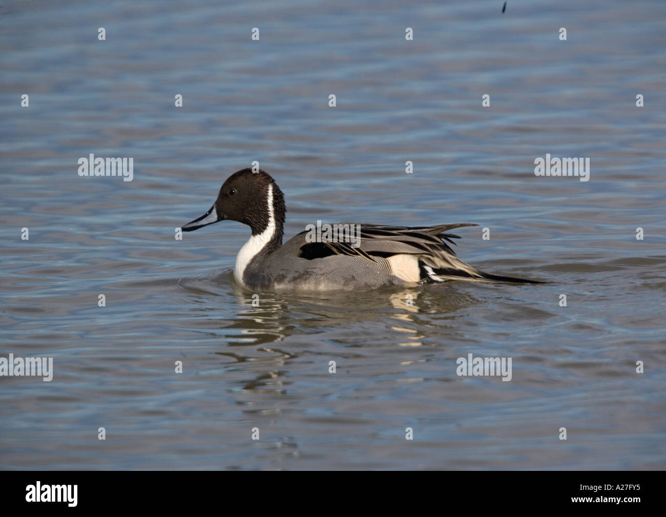 Male pintail swimming Stock Photo - Alamy