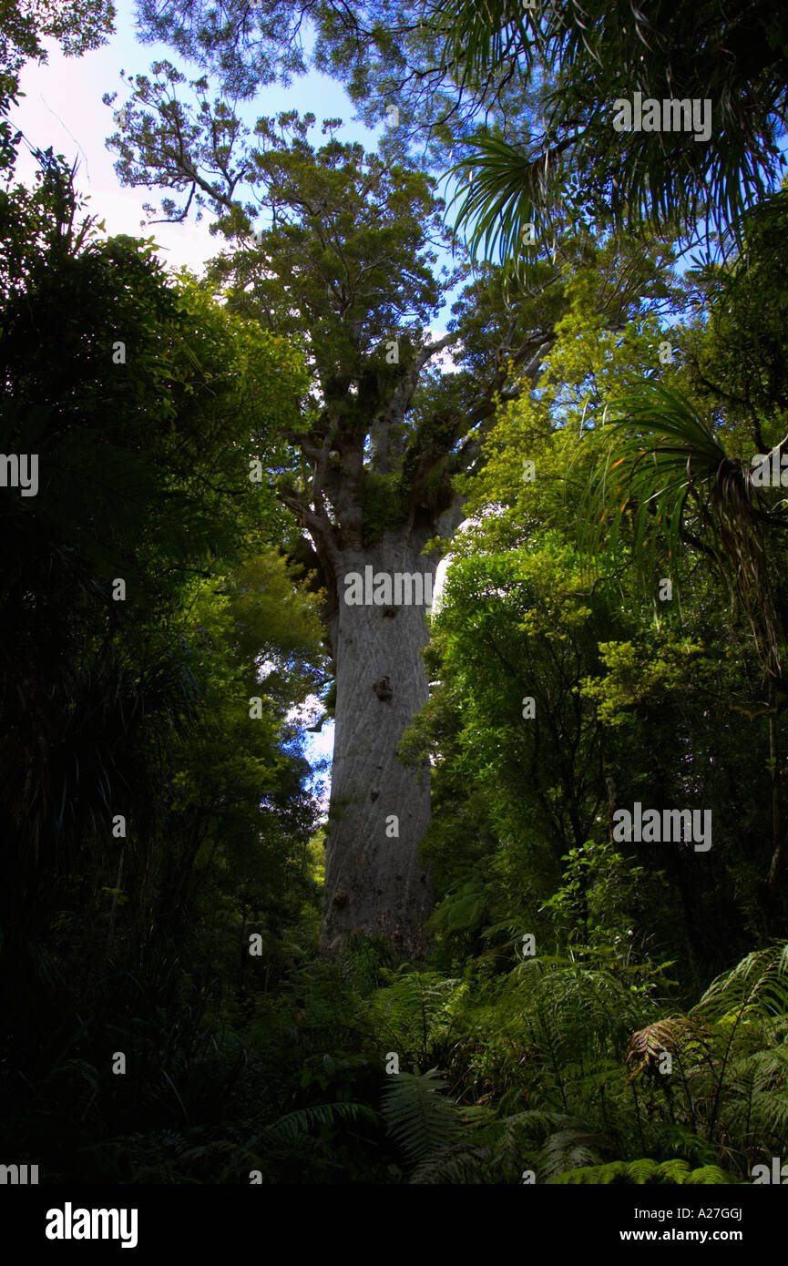 Tane Mahuta New Zealand s Largest Kauri Tree Waipoua Forest Park New ...