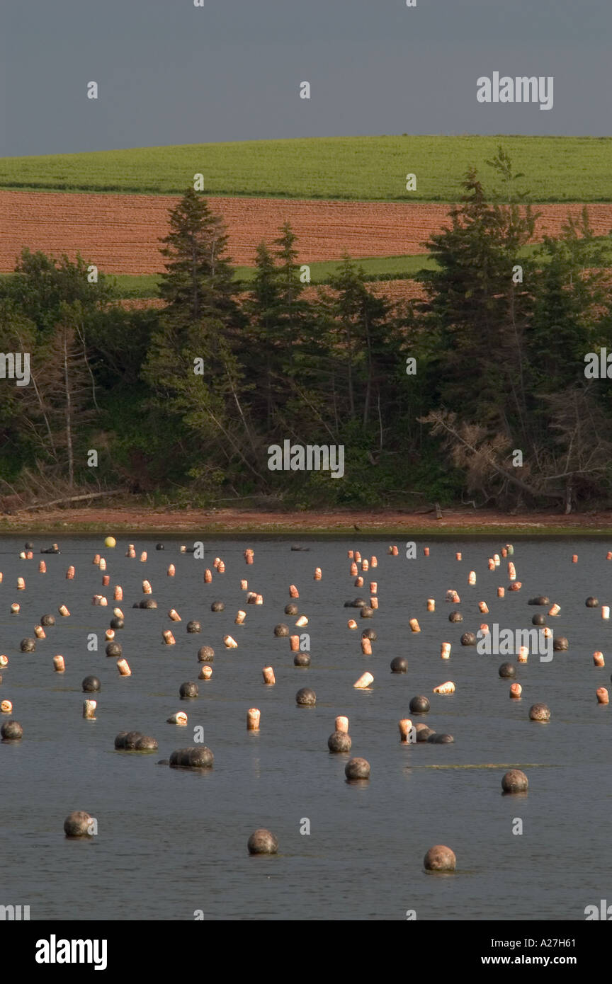 Mussel buoys form lines in the water near Stanley Bridge Prince Edward ...