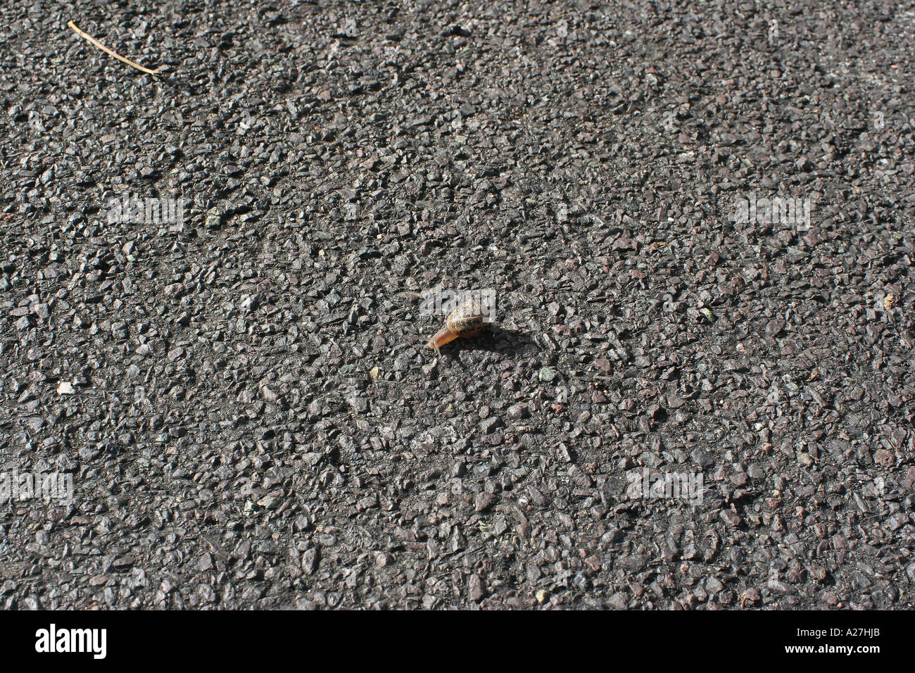 small creature bug tiny snail road tarmac creature Stock Photo - Alamy