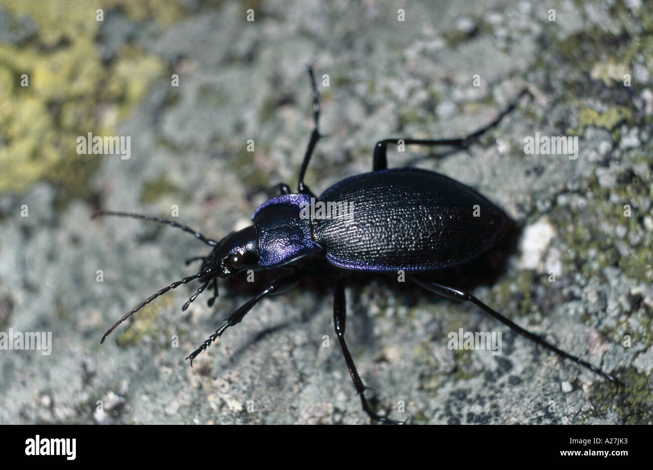 VIOLET GROUND BEETLE CROSSING ROCK Stock Photo - Alamy