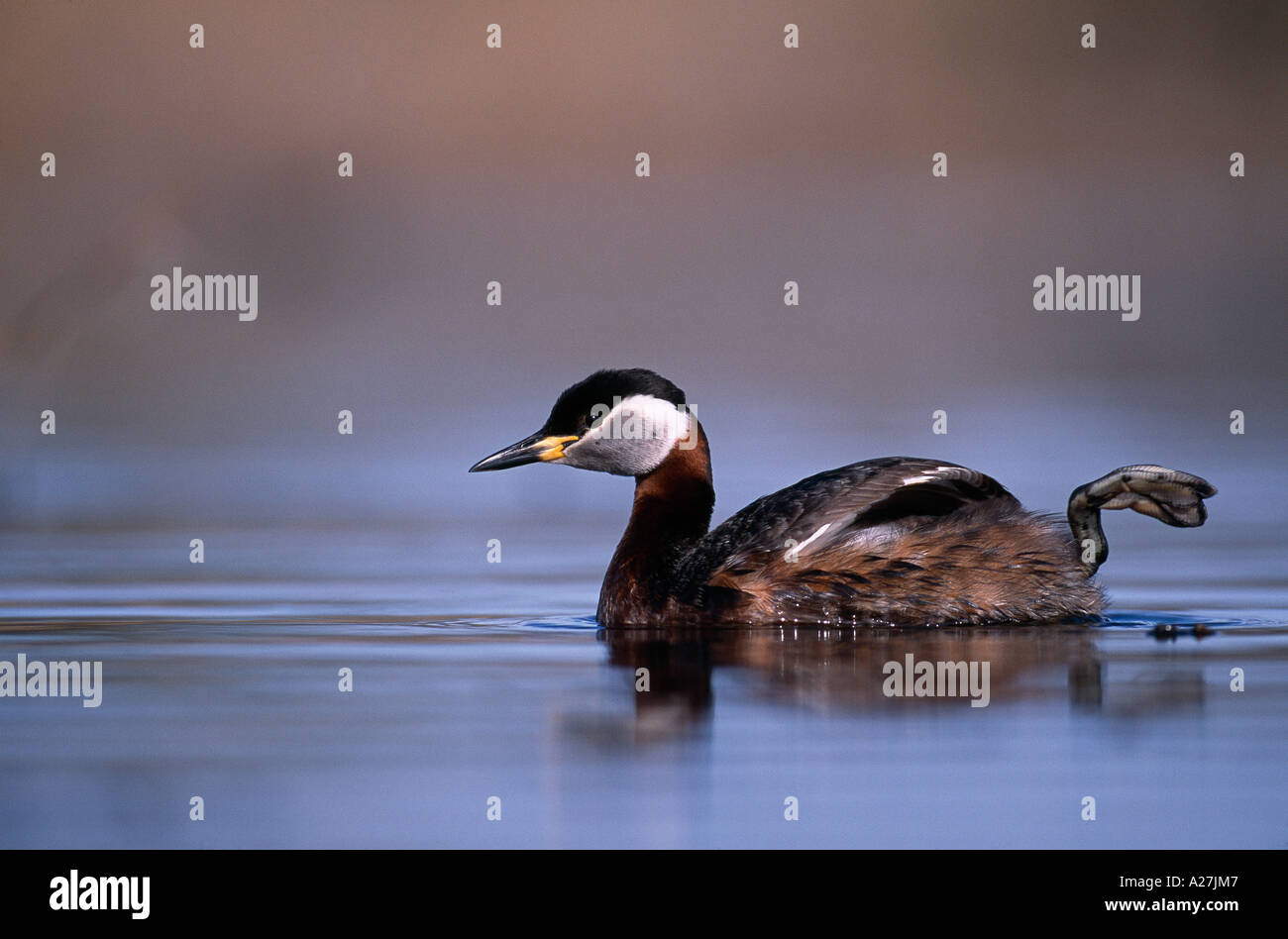 Grebe Foot High Resolution Stock Photography and Images - Alamy