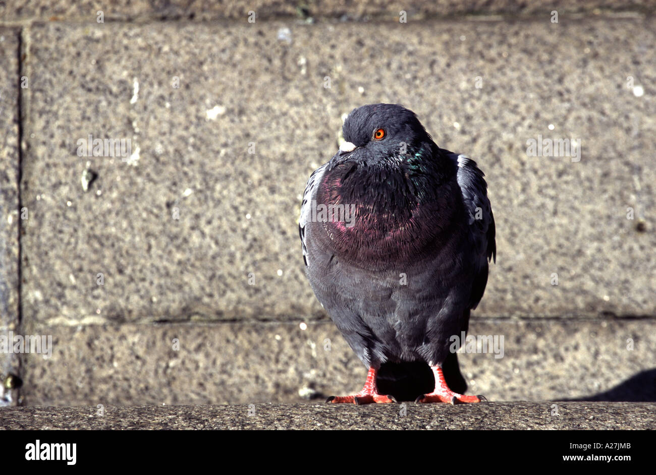 Sqaure bird hi-res stock photography and images - Alamy