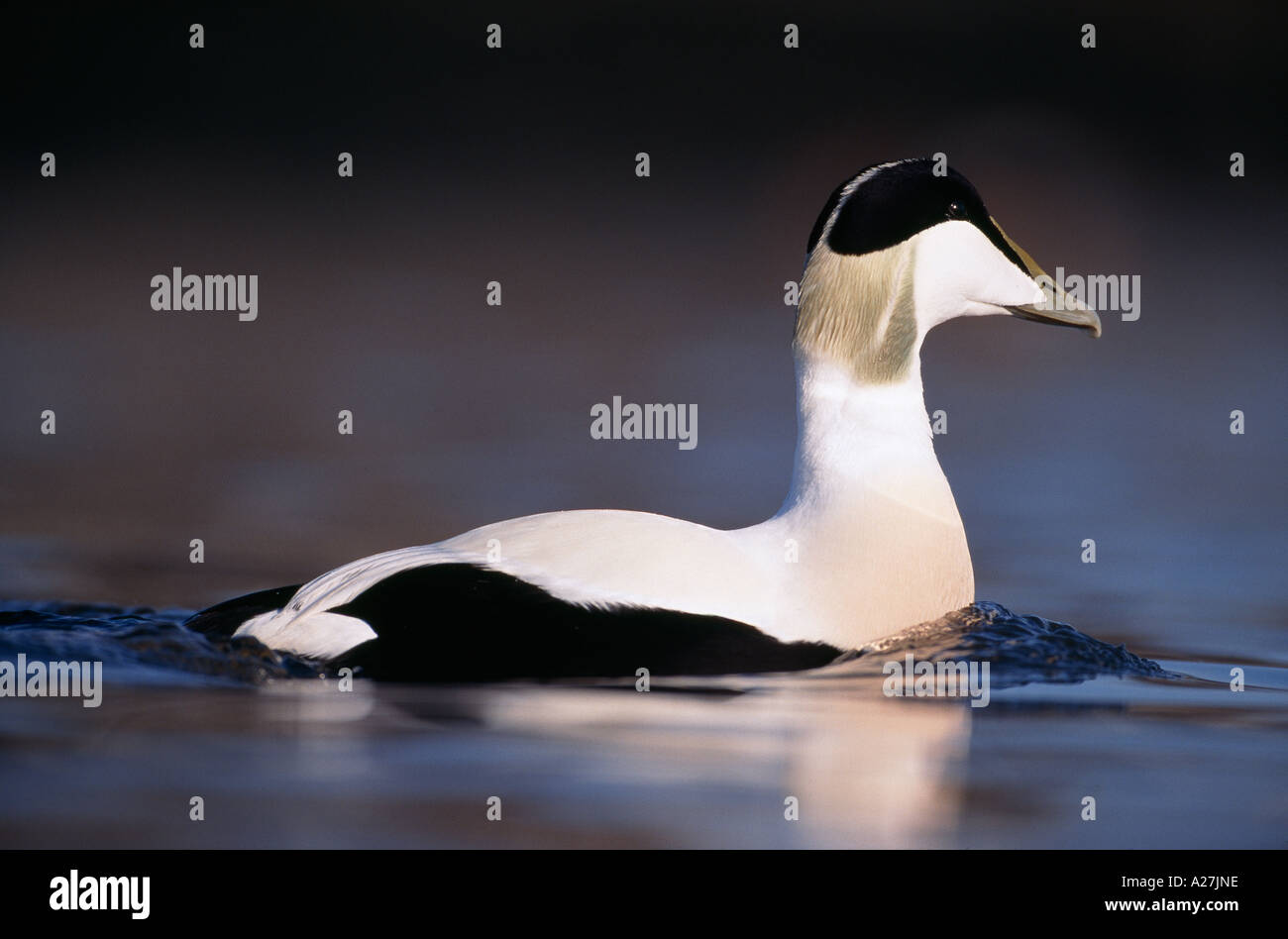 MALE EIDER PURSUING RIVAL DUCK Stock Photo - Alamy