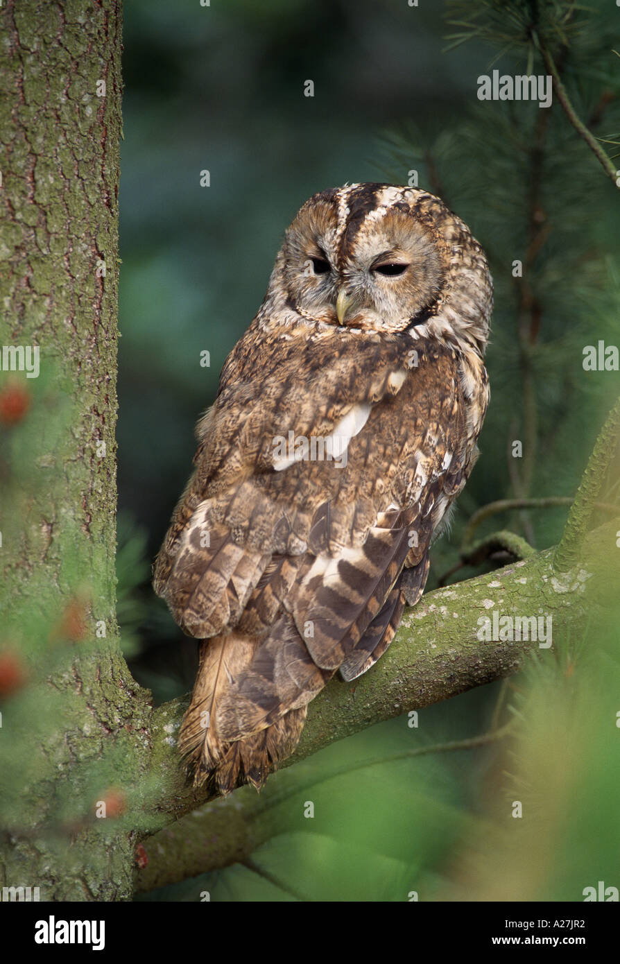 TAWNY OWL AT ROOST PINE TREE Stock Photo - Alamy