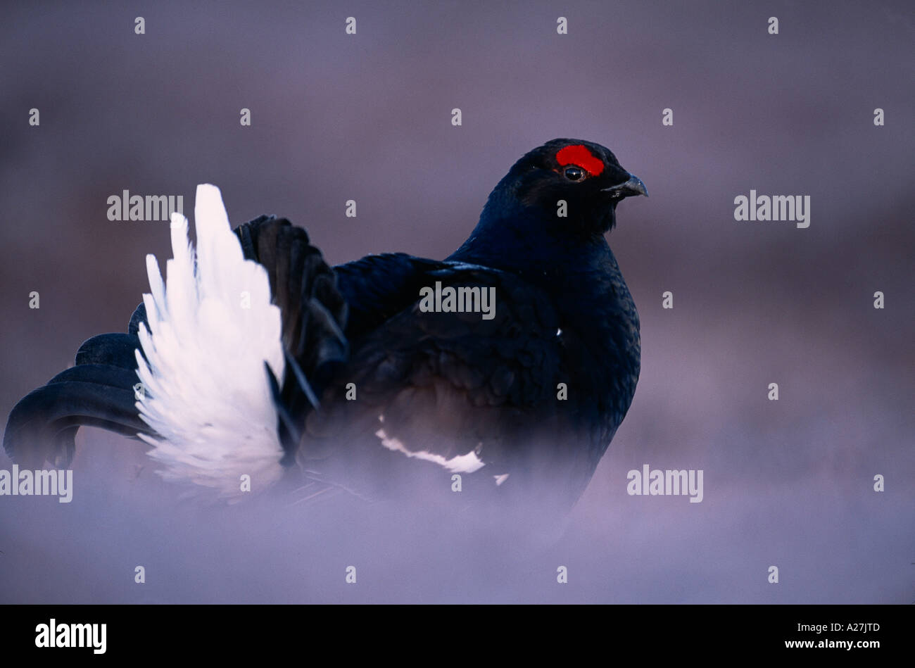 MALE BLACK GROUSE ON LEK SITE Stock Photo - Alamy