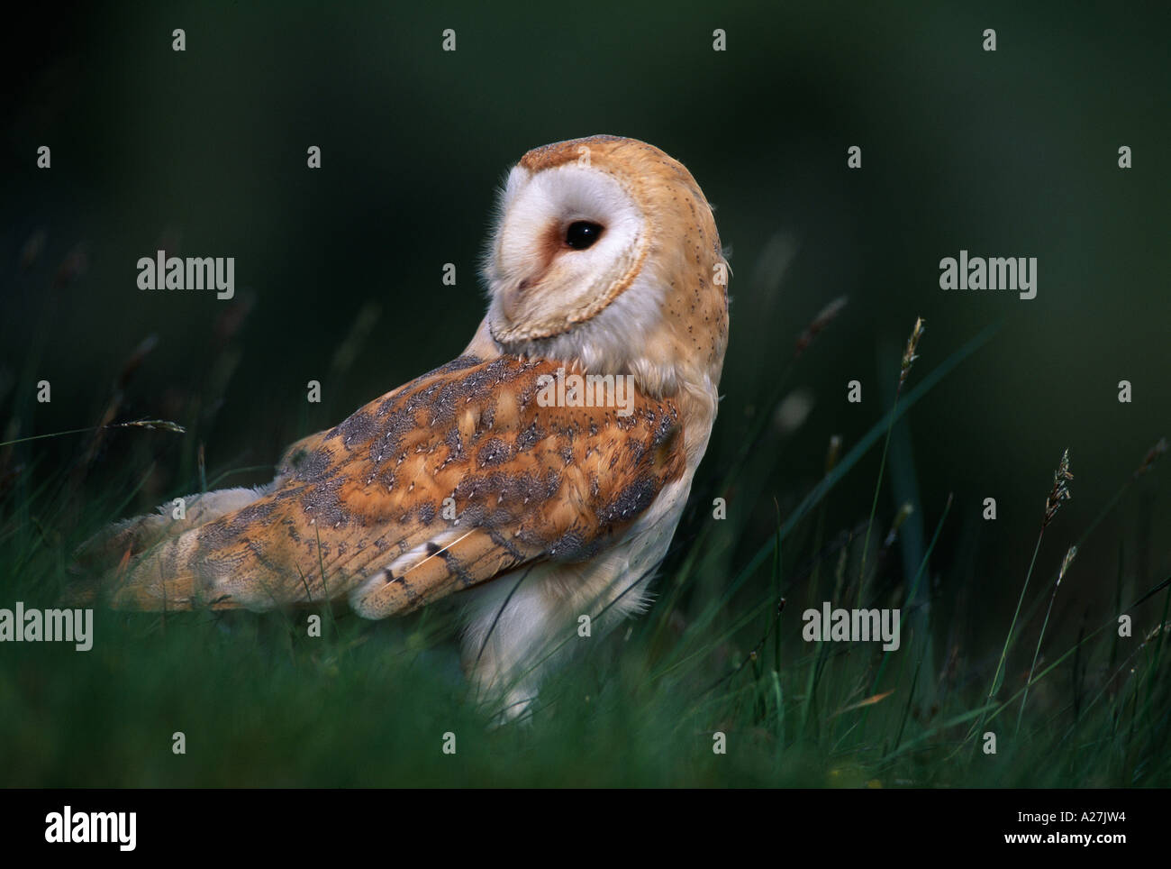 Barn owl tyto alba road hi-res stock photography and images - Alamy