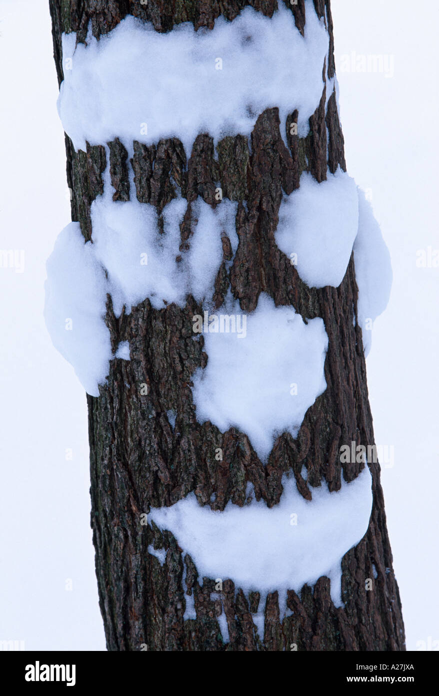 Niall benvie tree hi-res stock photography and images - Alamy