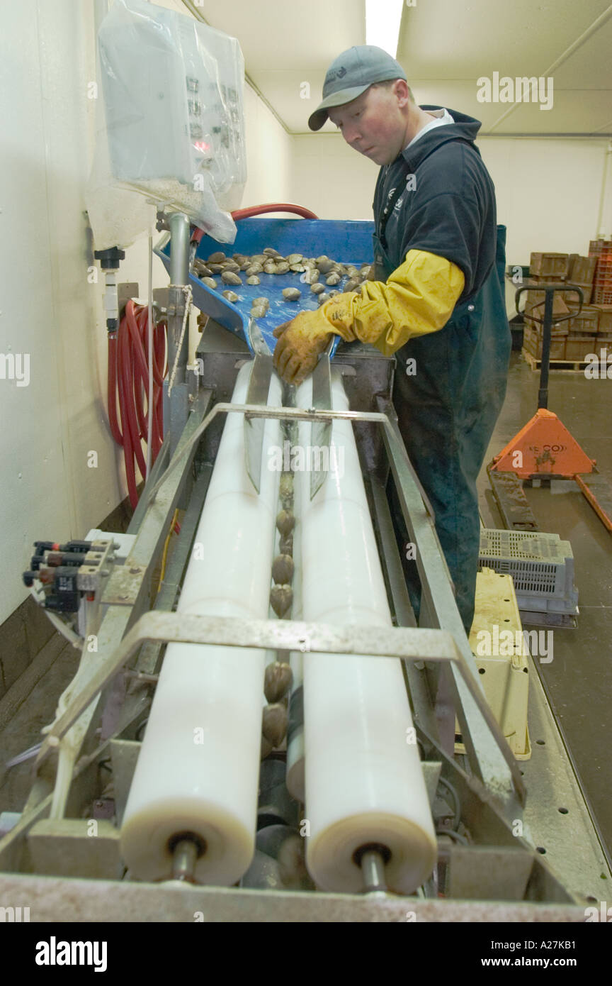 Grading and sorting quahogs at a fish packing plant Prince Edward ...