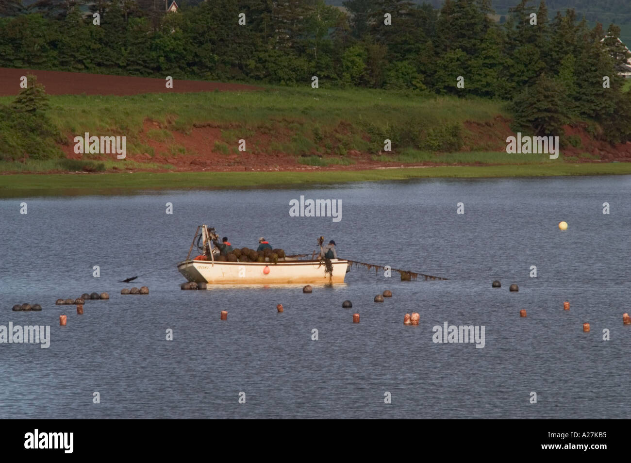 Mussel lines hi-res stock photography and images - Alamy