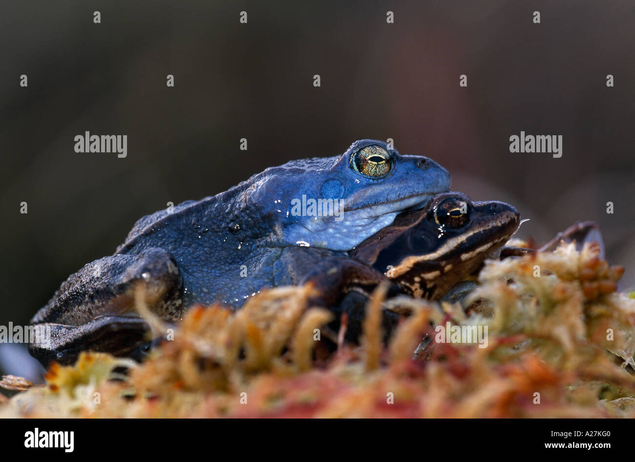 Grumpy frog hi-res stock photography and images - Alamy