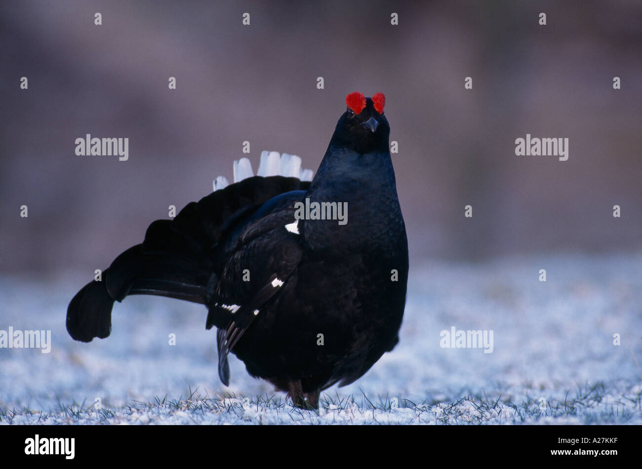 MALE BLACK GROUSE ON SNOWY LEK SITE Stock Photo - Alamy