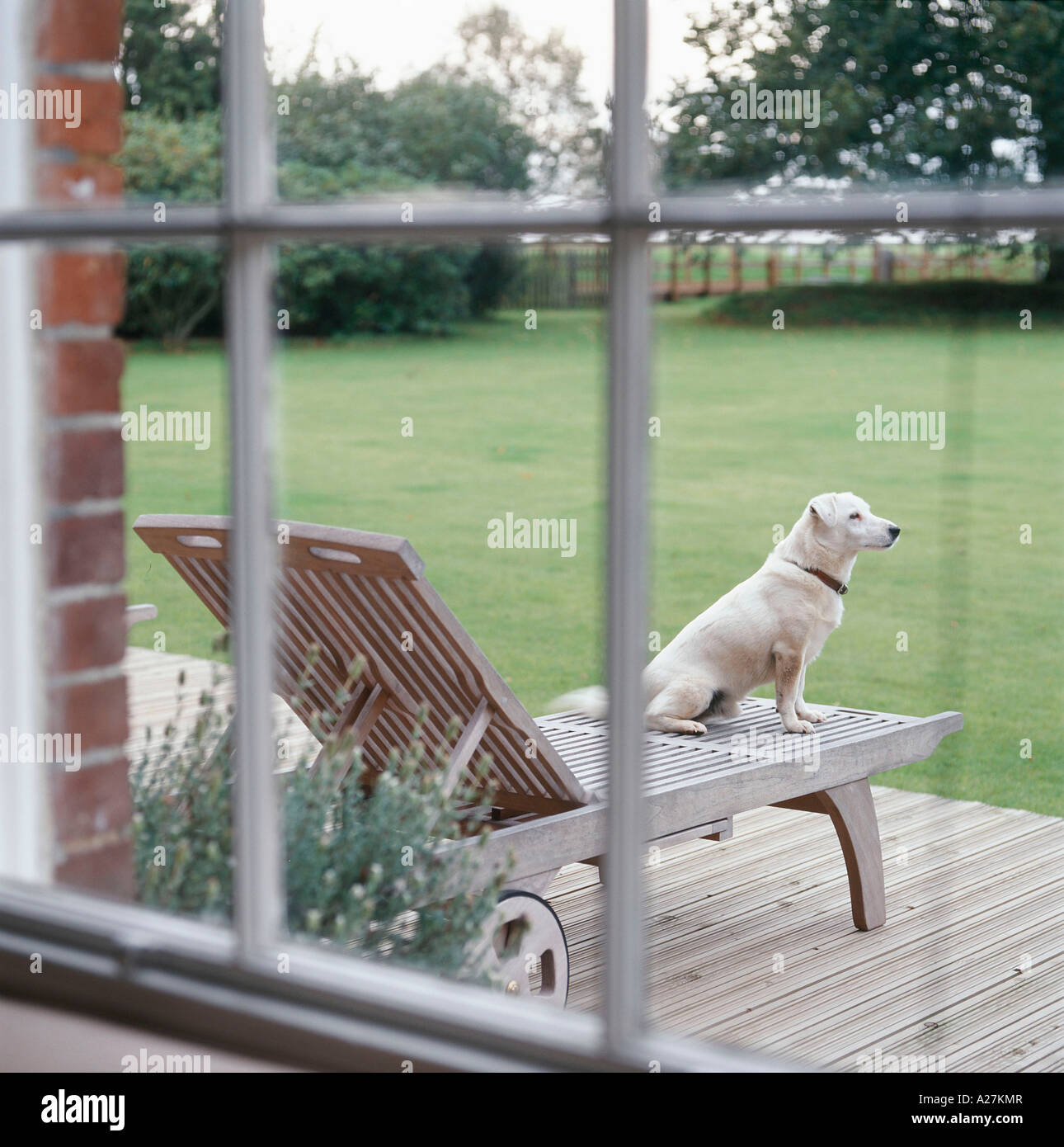 View through window of guard dog on decking Stock Photo - Alamy