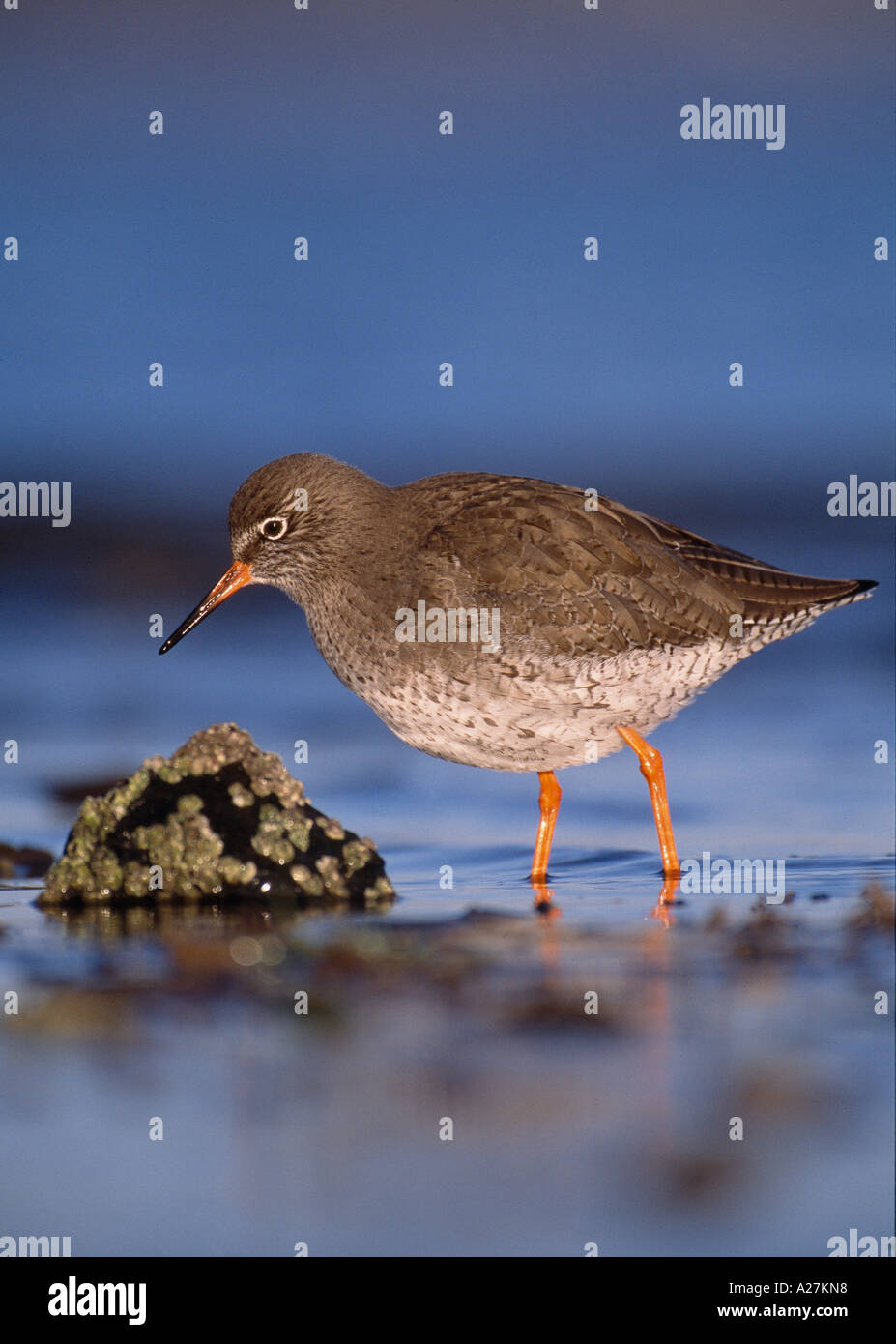 REDSHANK FEEDING ON FALLING TIDE Stock Photo - Alamy