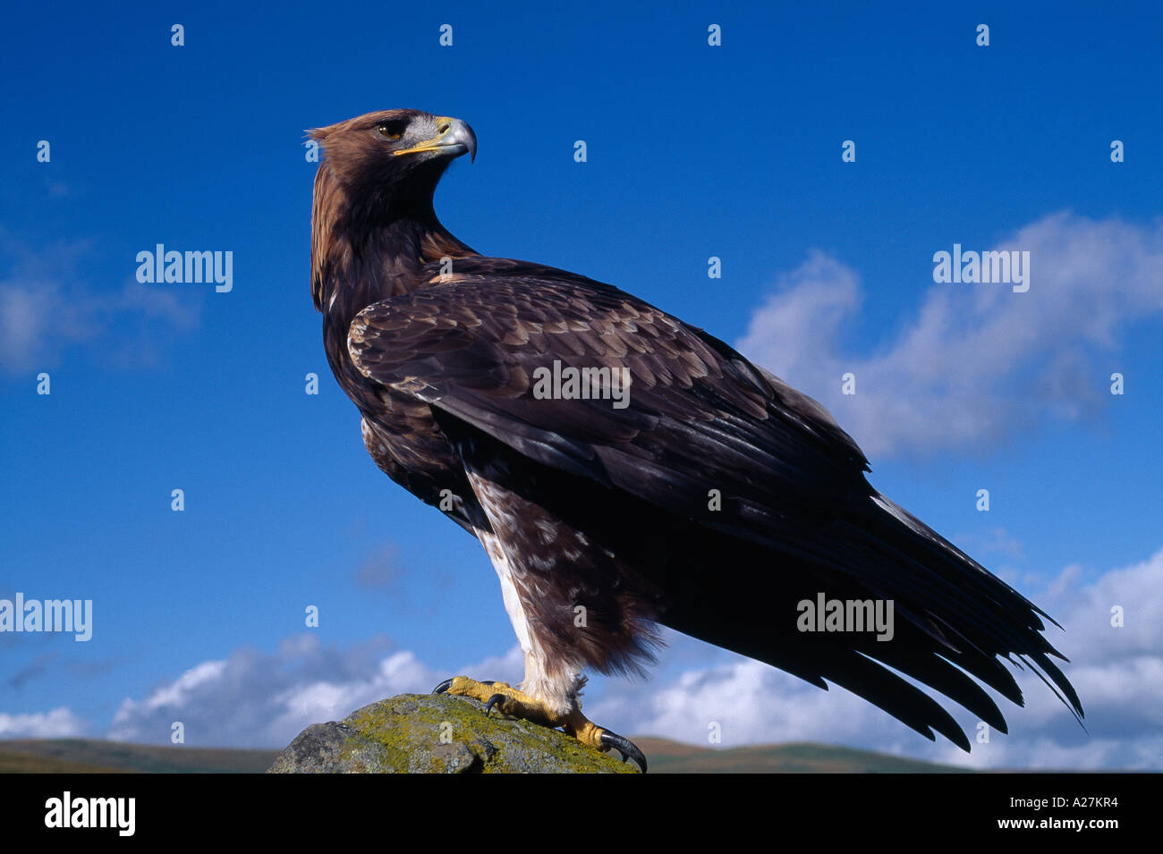 Golden eagle scotland winter hi-res stock photography and images - Alamy