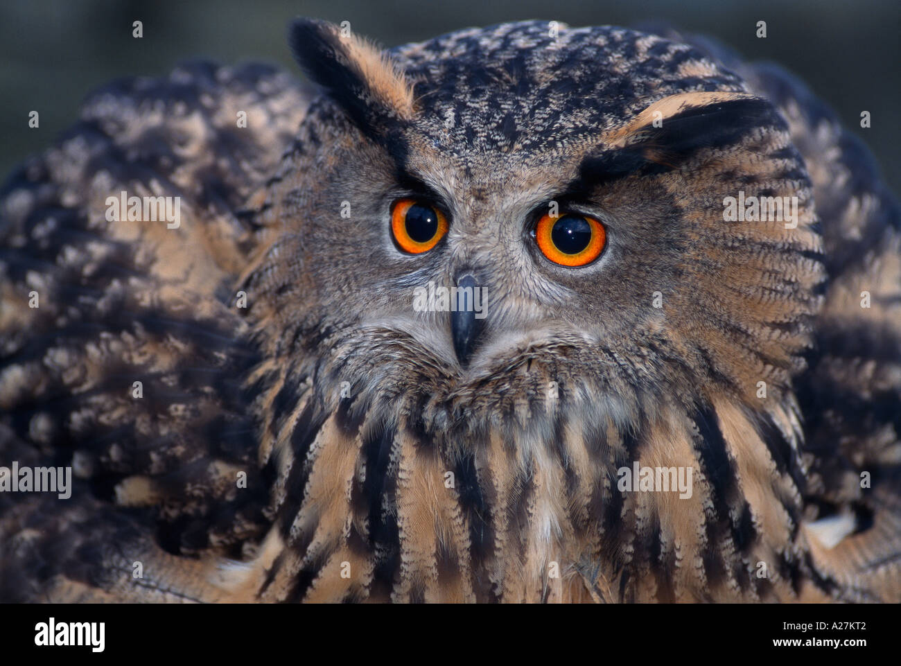 Posture displays hi-res stock photography and images - Alamy