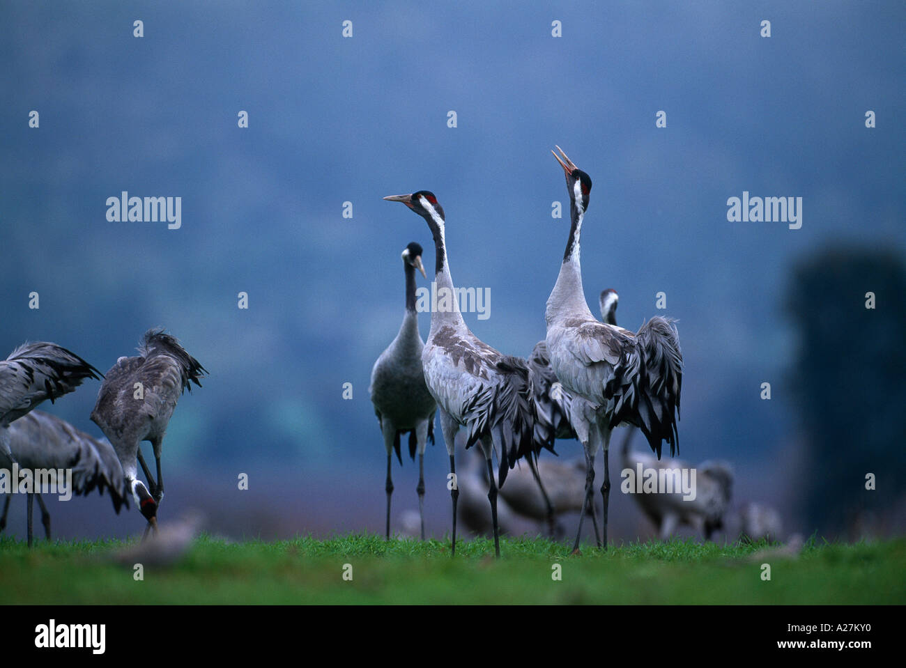 EUROPEAN CRANES DISPLAYING Stock Photo - Alamy