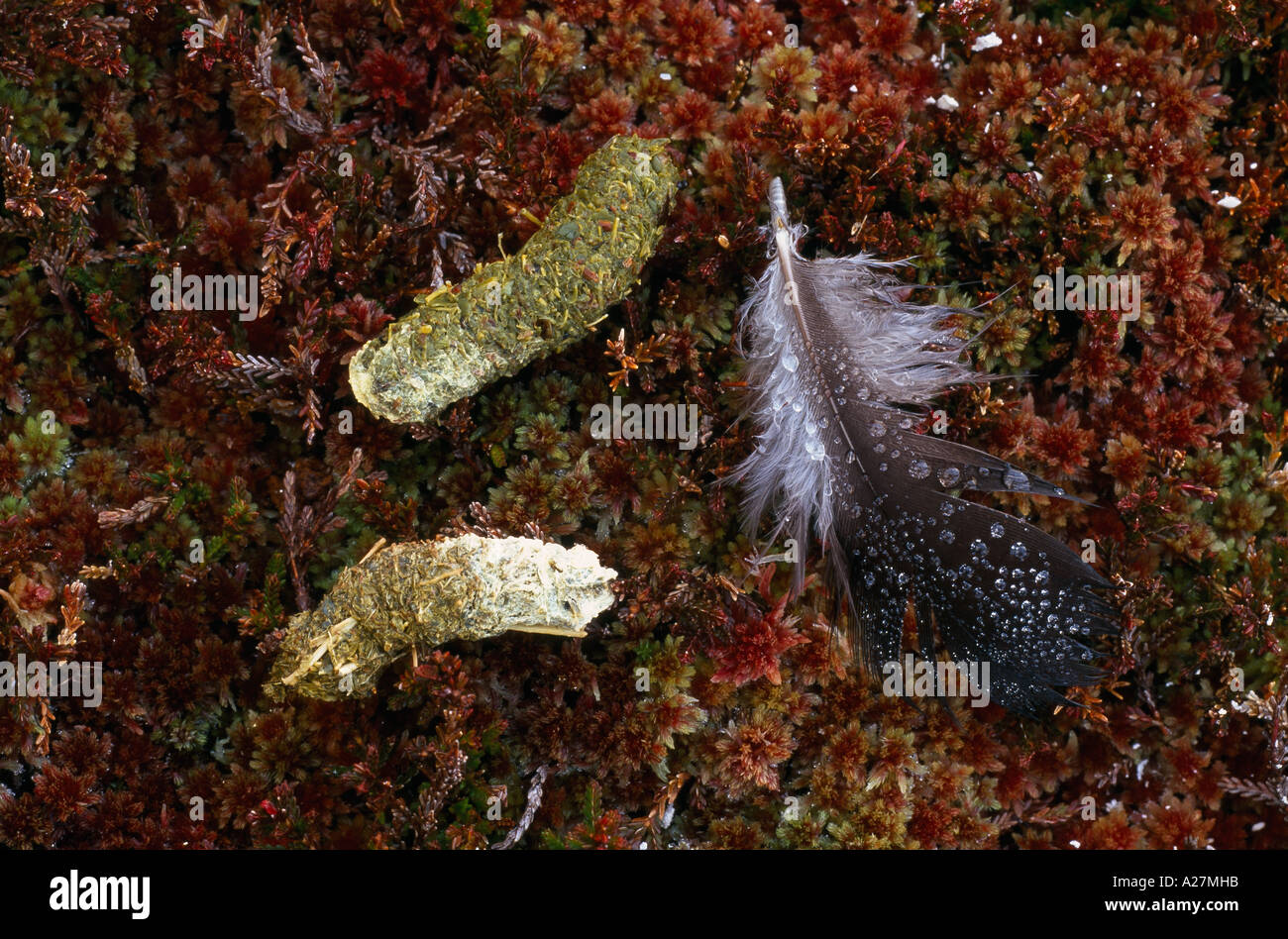 BLACK GROUSE DROPPINGS ON THEIR LEK SITE Stock Photo - Alamy