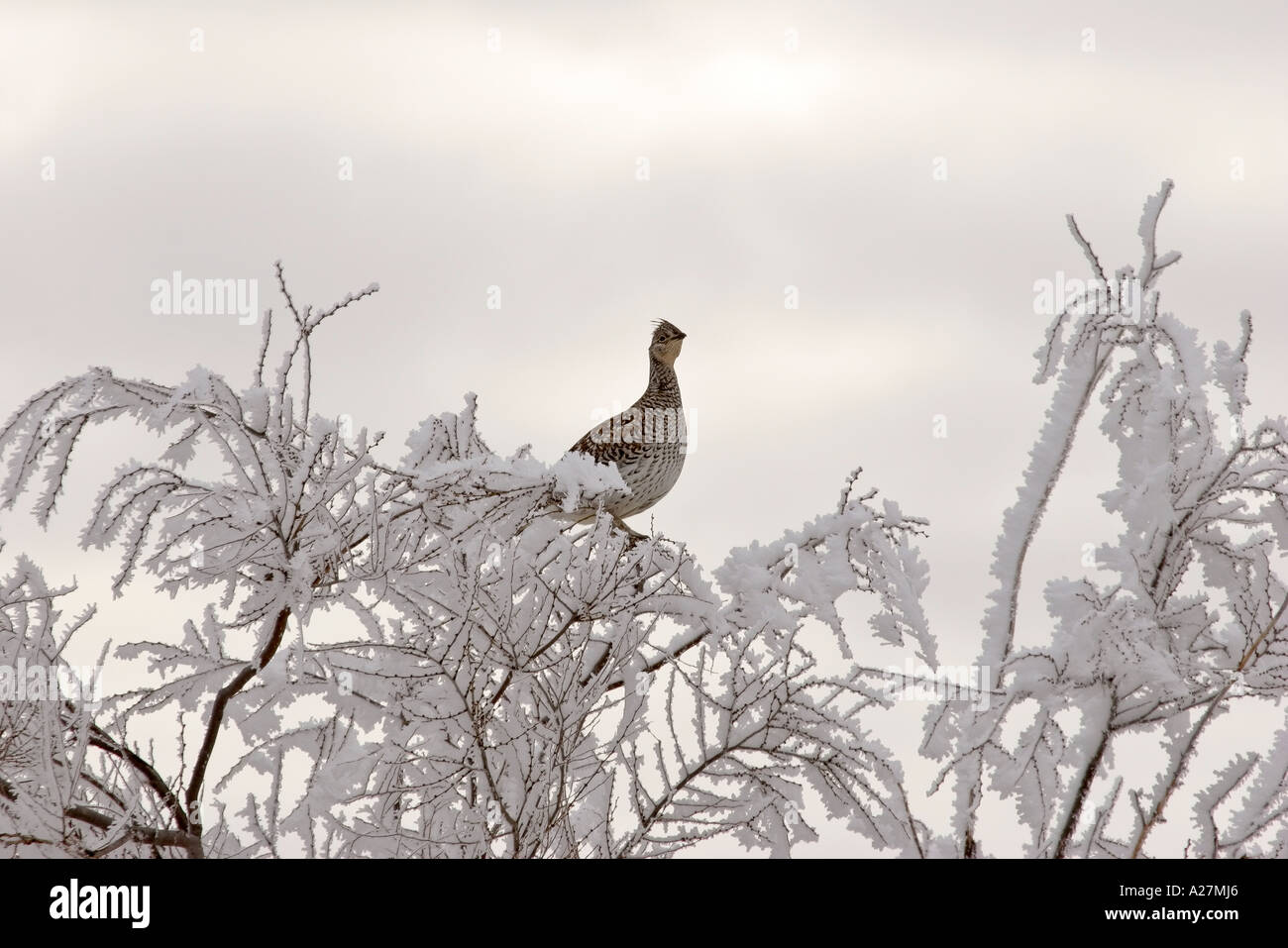 Sharp-tailed Grouse in a frost-covered tree in scenic Saskatchewan ...