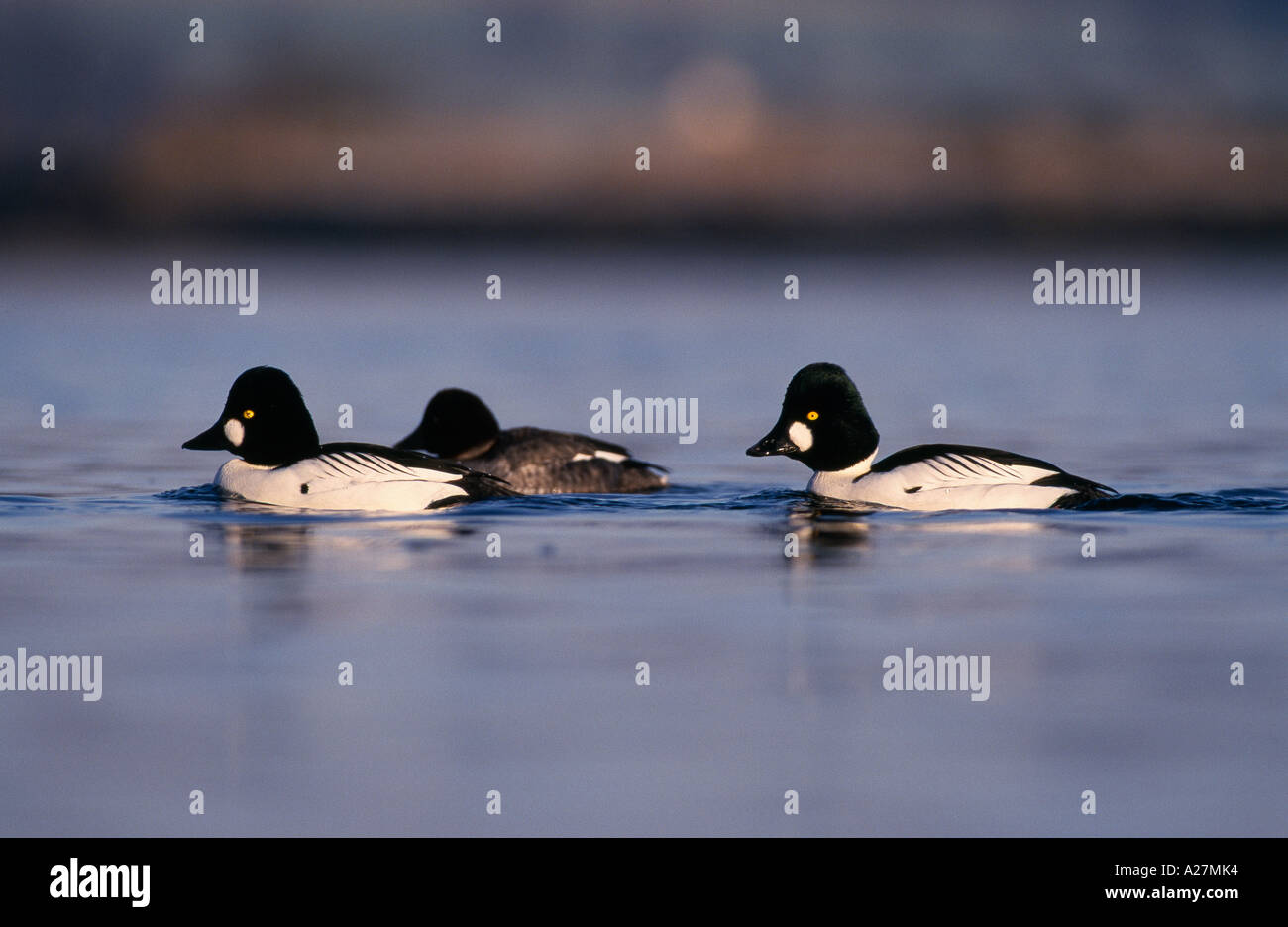 Ducks scotland nest hi-res stock photography and images - Alamy
