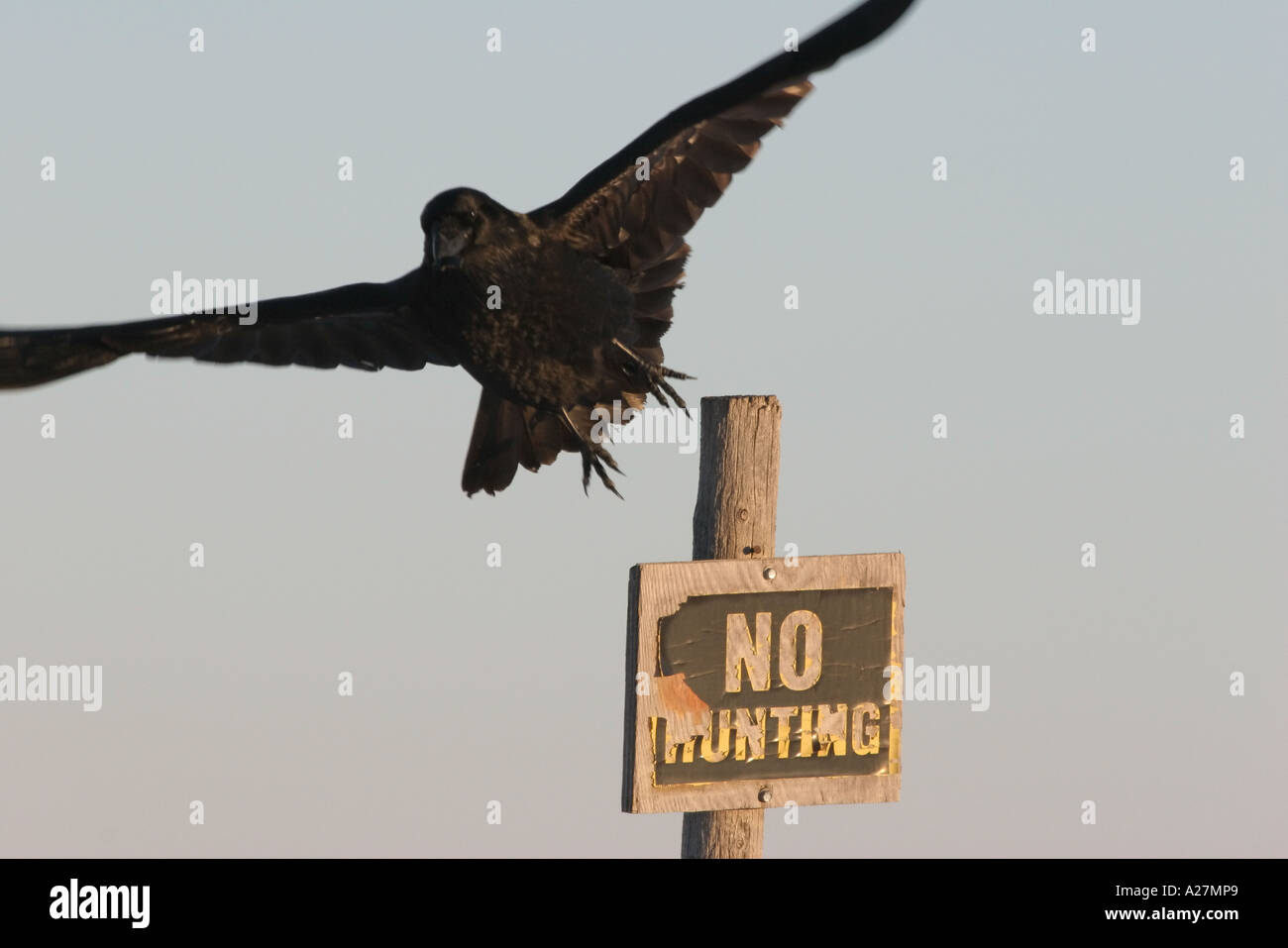 Common raven corvus corax hunting hi-res stock photography and images ...