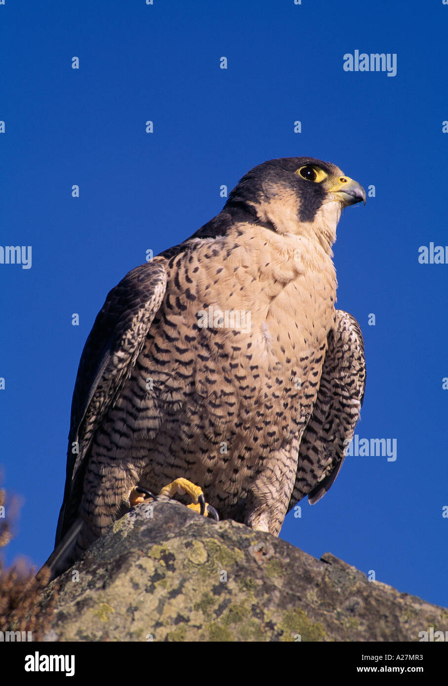 Falco peregrinus brookei hi-res stock photography and images - Alamy