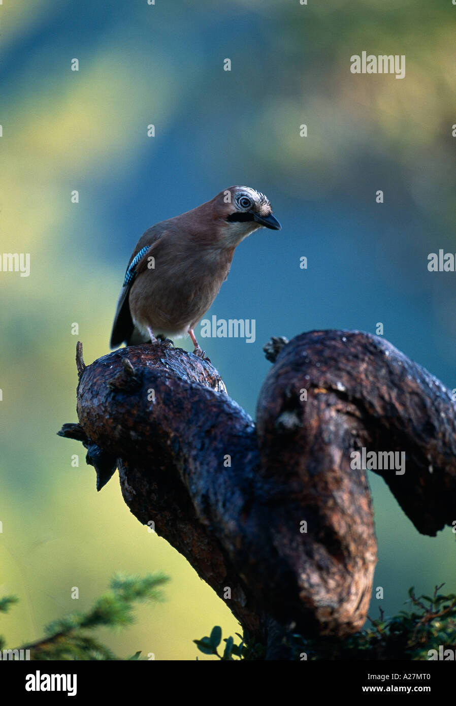 Caution crows hi-res stock photography and images - Alamy