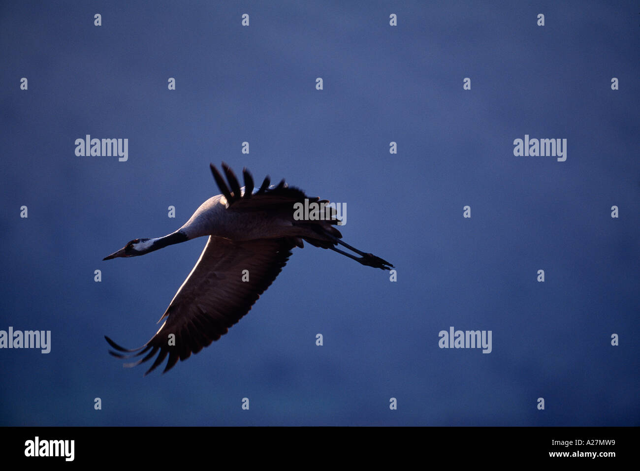 EUROPEAN CRANE FLIGHT Stock Photo - Alamy