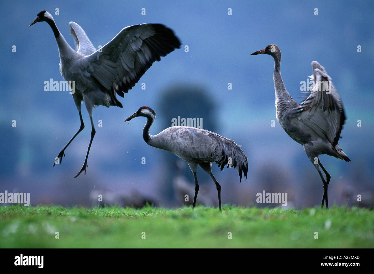 EUROPEAN CRANE FAMILY ON WINTERING GROUNDS Stock Photo - Alamy