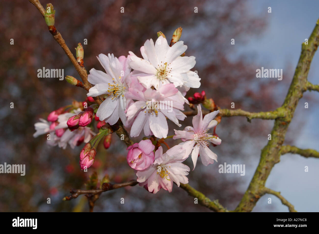 Ornamental cherry tree hi-res stock photography and images - Alamy