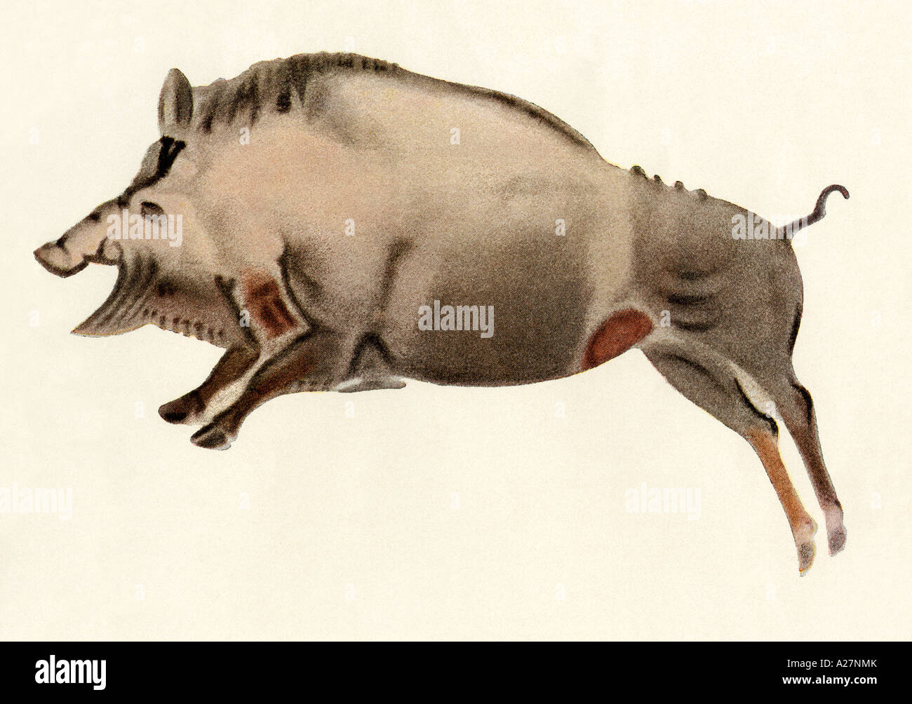 Prehistoric Cave Painting Wild Boar High Resolution Stock Photography ...