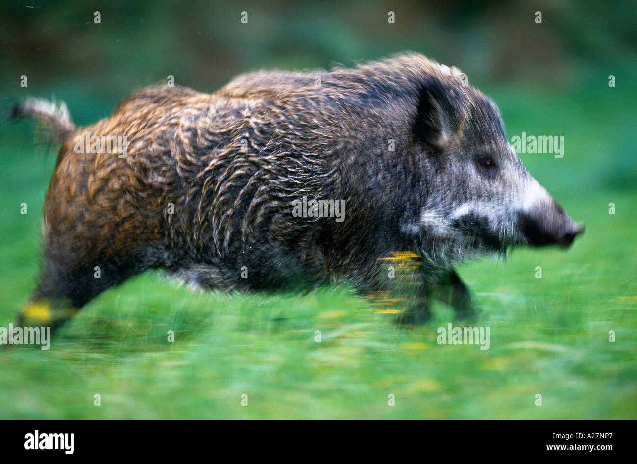 YOUNG FEMALE WILD BOAR RUNNING ACROSS GRASS FIELD Stock Photo - Alamy