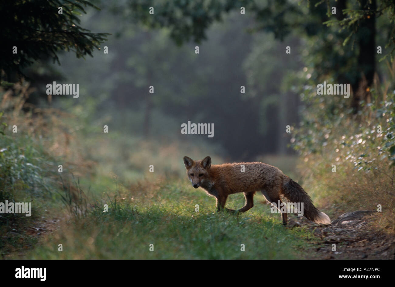 YOUNG RED FOX CROSSING FOREST TRACK Stock Photo - Alamy