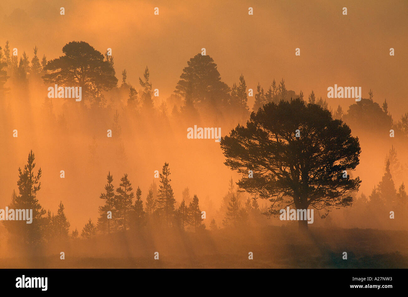 Scots pine planting scotland hi-res stock photography and images - Alamy