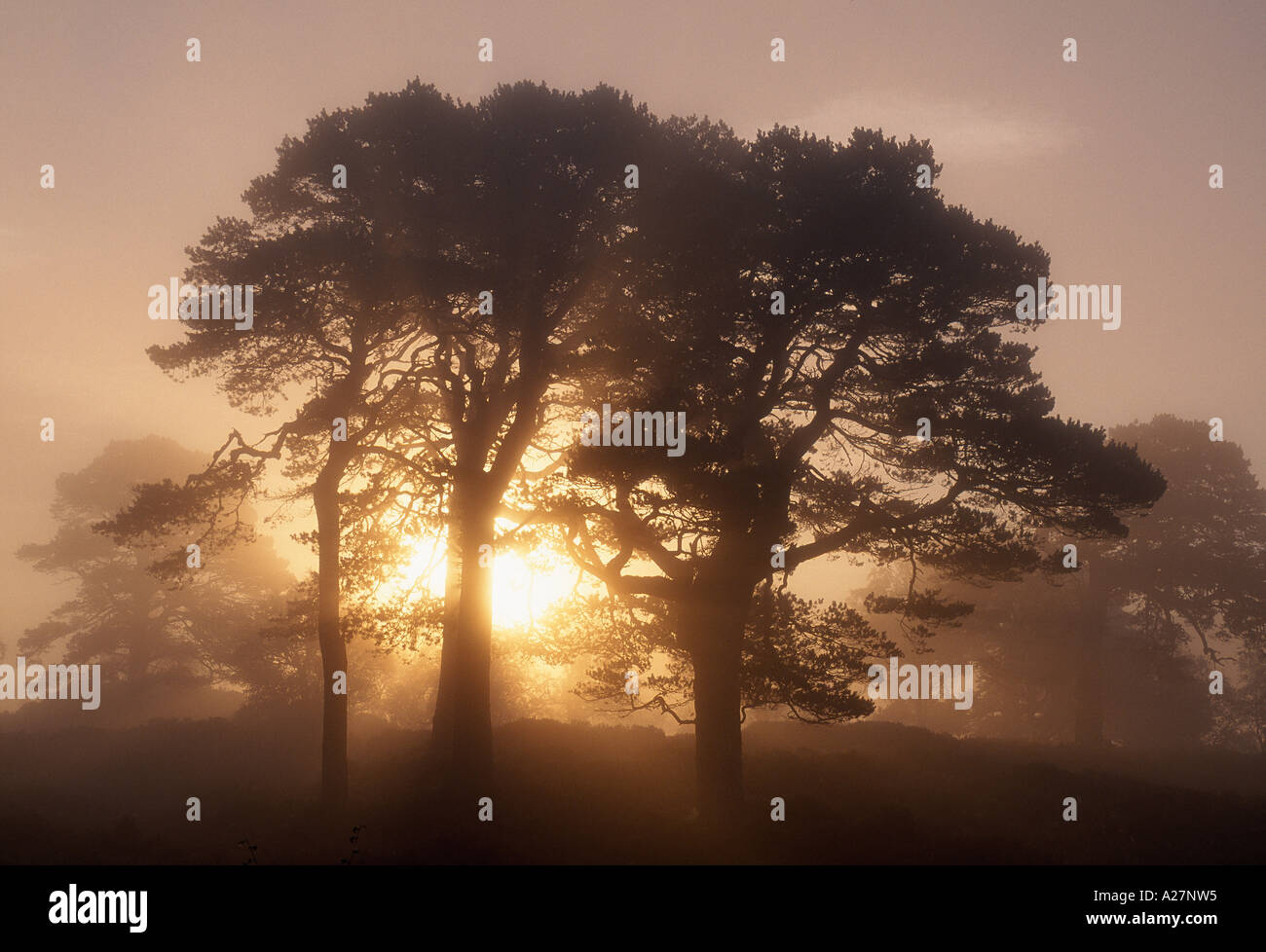 SUN RISING BEHIND SCOTS PINES Stock Photo - Alamy