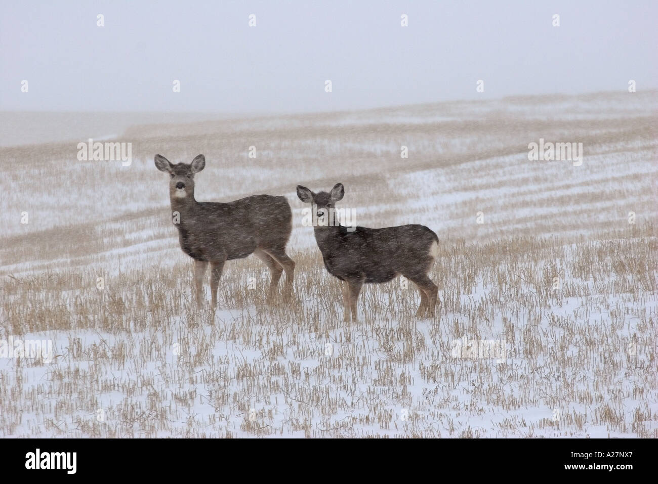 A doe and fawn Mule Deer braving the blowing snow in scenic ...