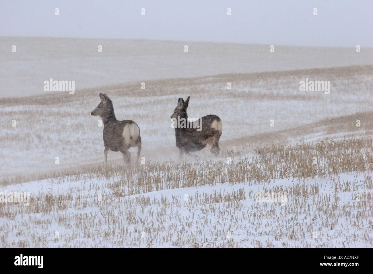 A doe and fawn Mule Deer braving the blowing snow in scenic ...