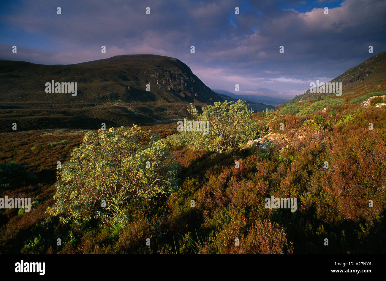 NATURAL FOREST REGENERATION GLENMORE SCOTLAND Stock Photo - Alamy NATURAL FOREST REGENERATION GLENMORE SCOTLAND Stock Photo - Alamy