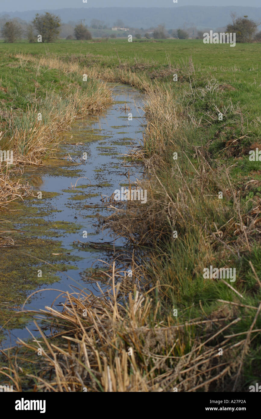 Drainage rhyne ditch dyke on the Somerset Levels near Burrowbridge ...
