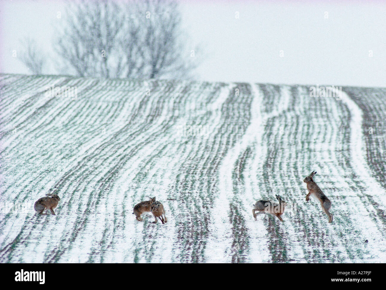 Hare coursing scotland hi-res stock photography and images - Alamy