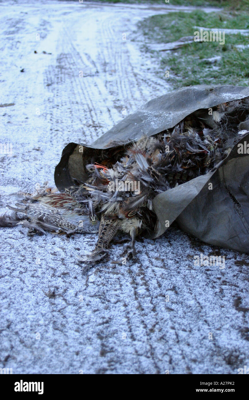 Dead Pheasants dumped on a farm track after shoot Stock Photo - Alamy