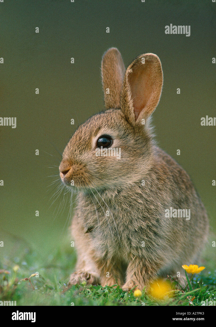 YOUNG RABBIT OUTSIDE BURROW Stock Photo - Alamy