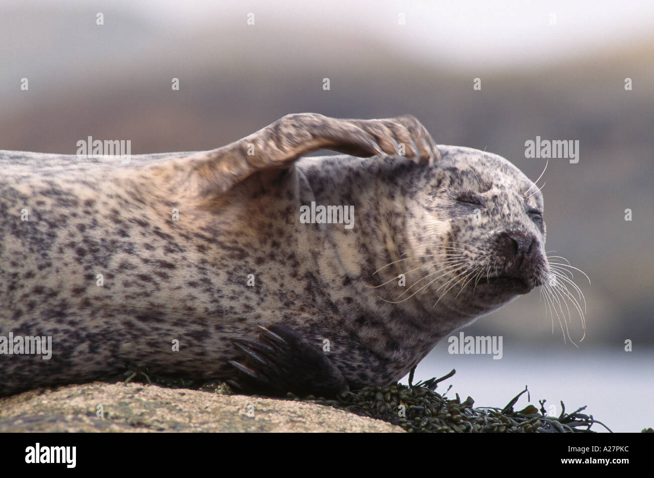 COMMON SEAL SCRATCHING AT HAUL OUT SITE Stock Photo - Alamy