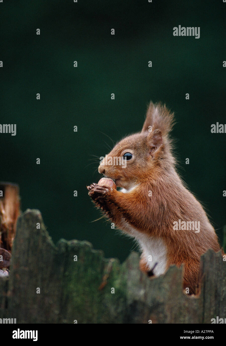 Leaved hazelnut hi-res stock photography and images - Alamy