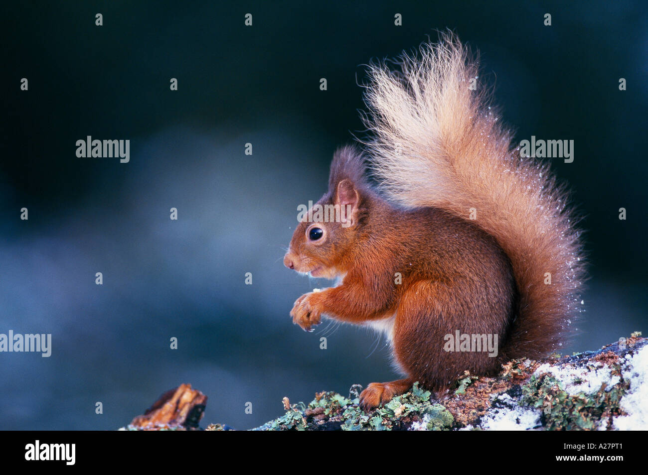 Tail raised squirrel hi-res stock photography and images - Alamy