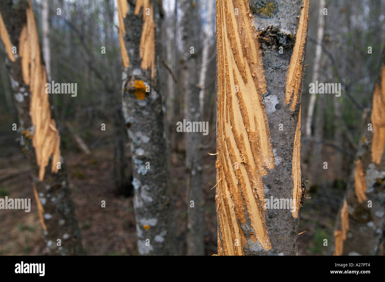ASPEN BARK STRIPPED BY ELK Stock Photo - Alamy