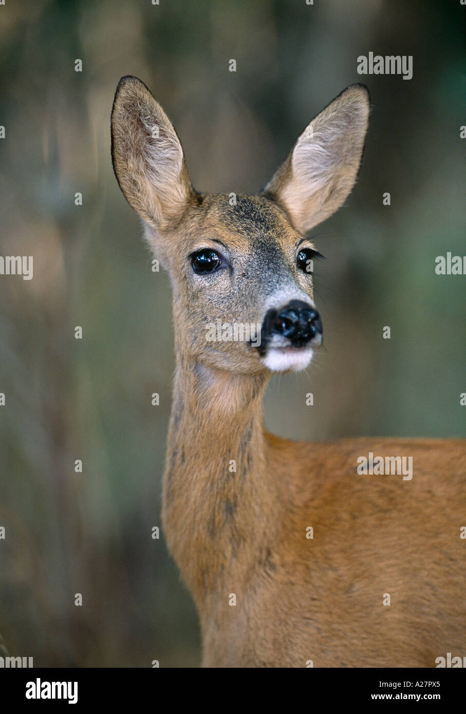 Roe deer pine forest hi-res stock photography and images - Alamy